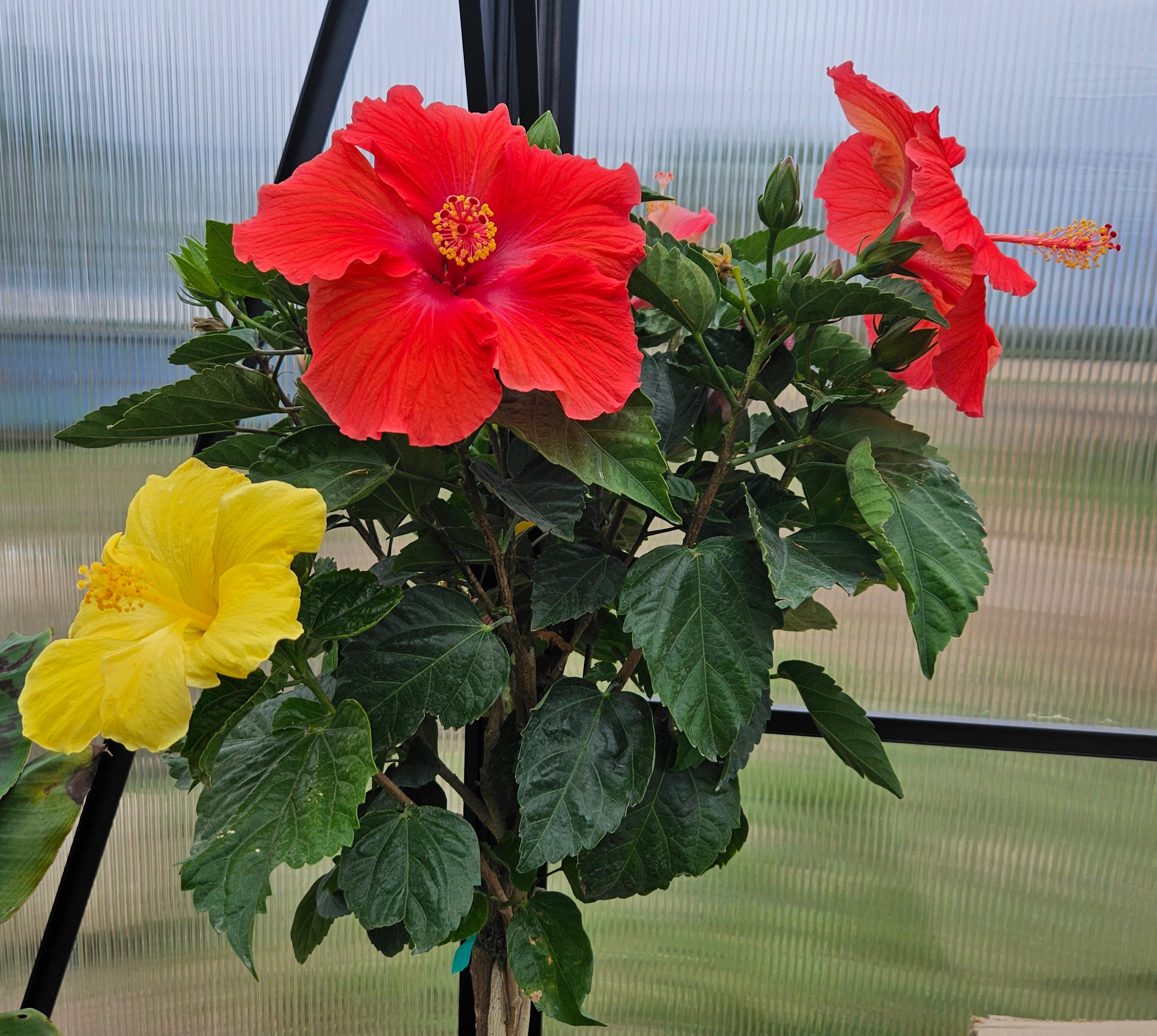 Multi-colored Hibiscus – Back-En-Thyme