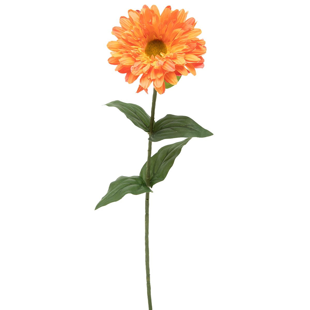 Gerbera Daisy Tangerine Stem – Back-En-Thyme